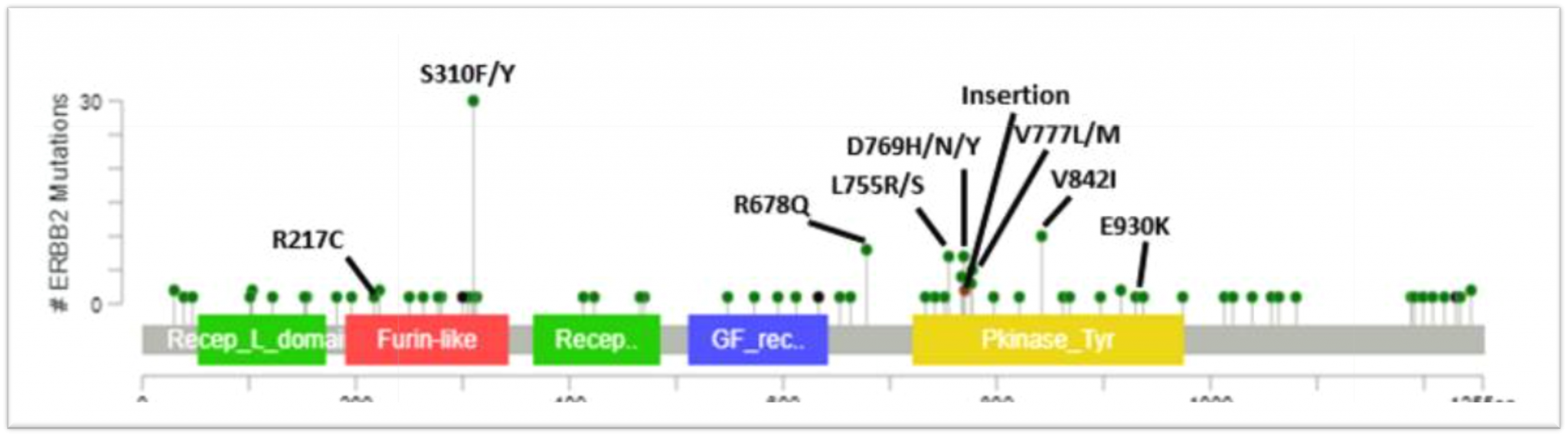 慧渡讯息｜常见实体瘤中的ERBB2基因的激活突变及靶向用药进展 – 慧渡医疗 | 精准医学的未来
